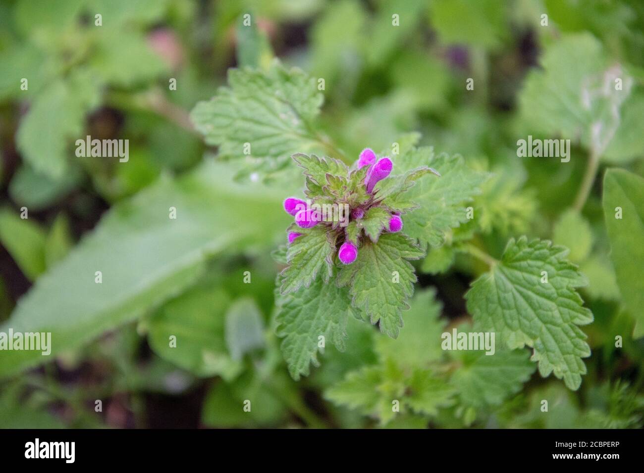 Cocoon dead hi-res stock photography and images - Alamy