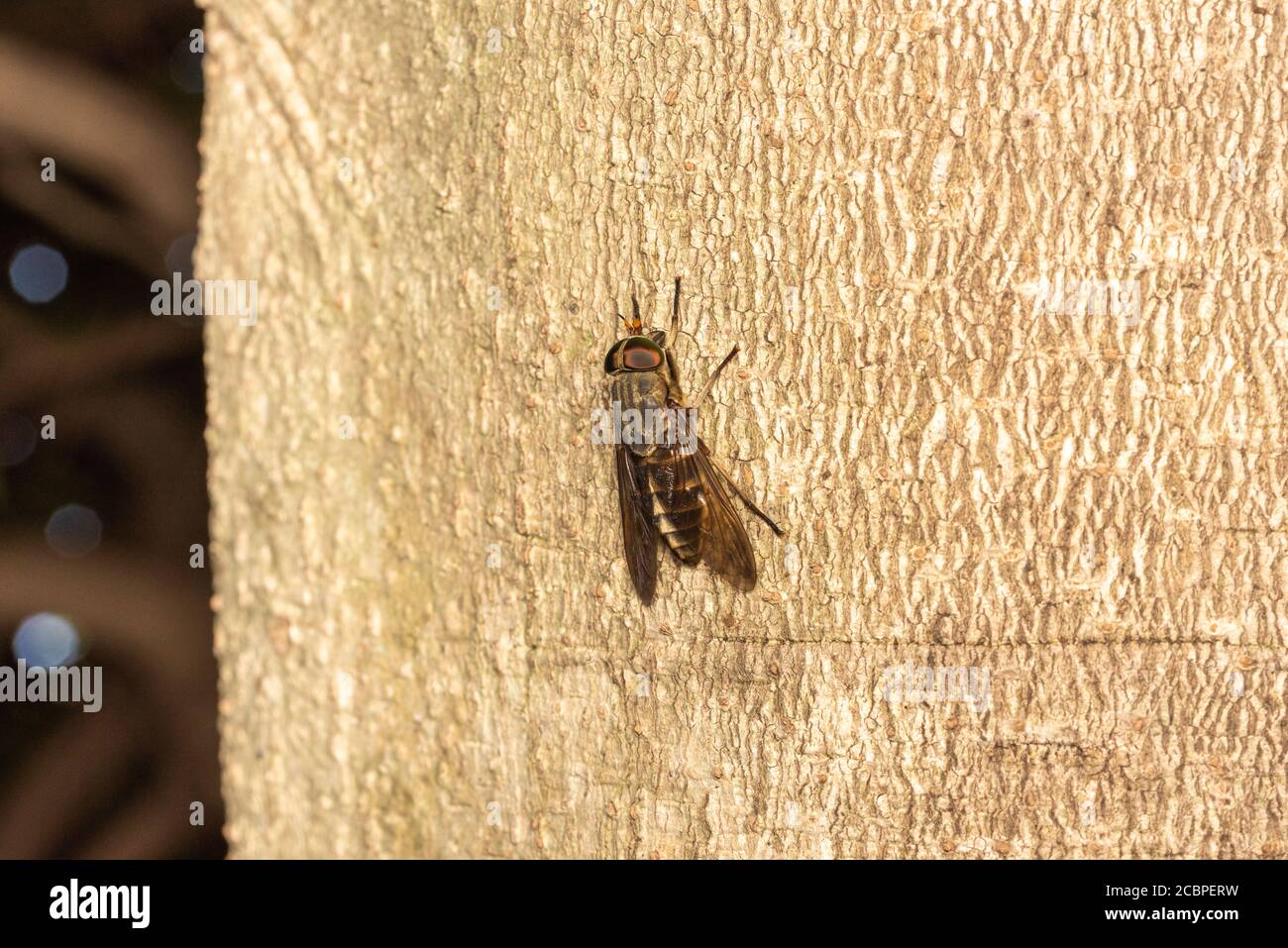 Tabanus rufidens hi-res stock photography and images - Alamy