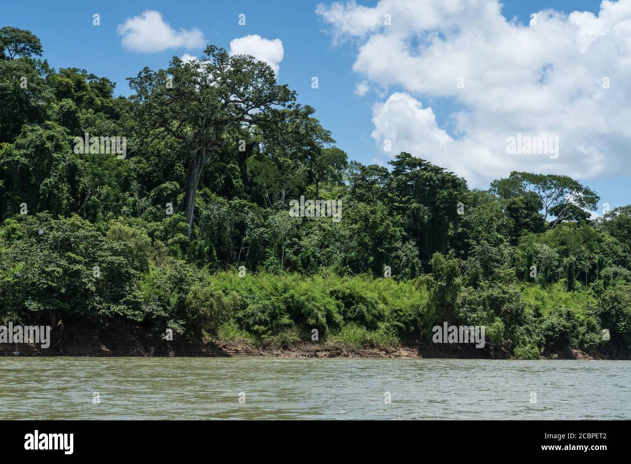 Tropical rainforest on the Guatemalan shore of the Usumacinta River ...
