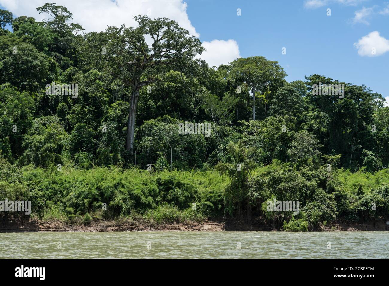 Tropical rainforest on the Guatemalan shore of the Usumacinta River ...