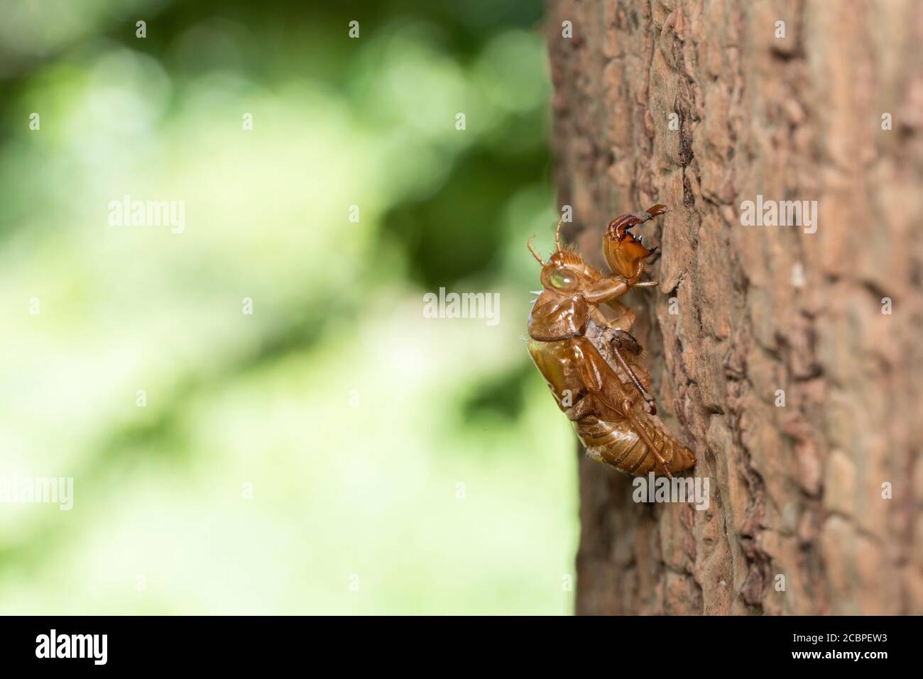 Cicada's shell on tree, Isehara City, Kanagawa Prefecture, Japan Stock Photo - Alamy