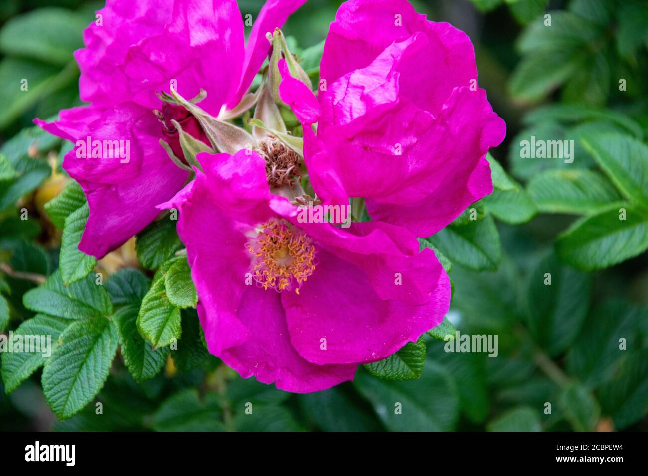 French perfume rose hi-res stock photography and images - Alamy