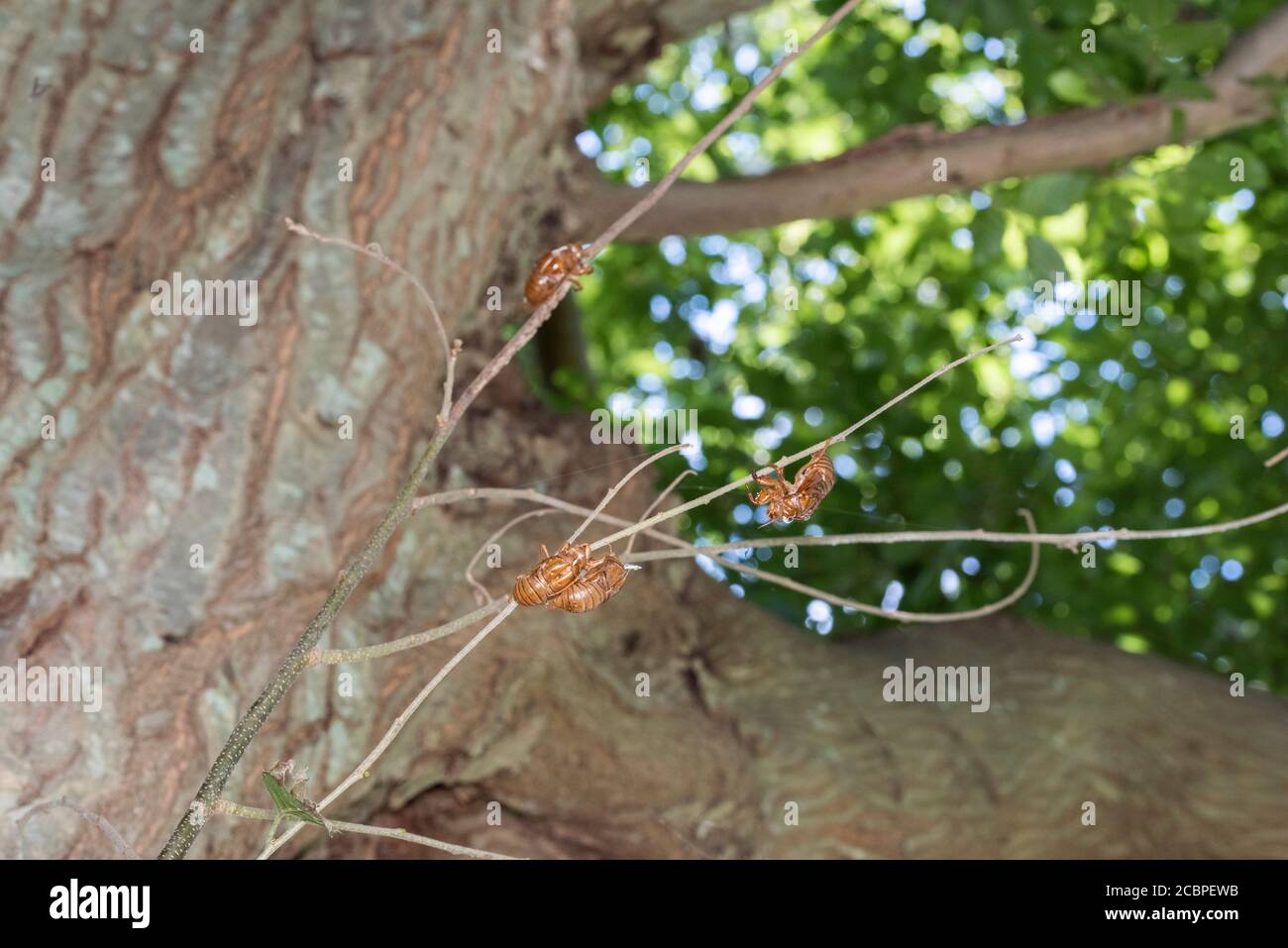 Japanese cicadas hi-res stock photography and images - Alamy