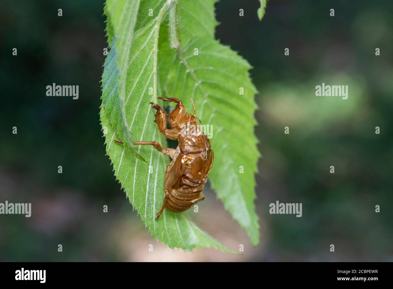 Cicada's shell on tree, Isehara City, Kanagawa Prefecture, Japan Stock ...
