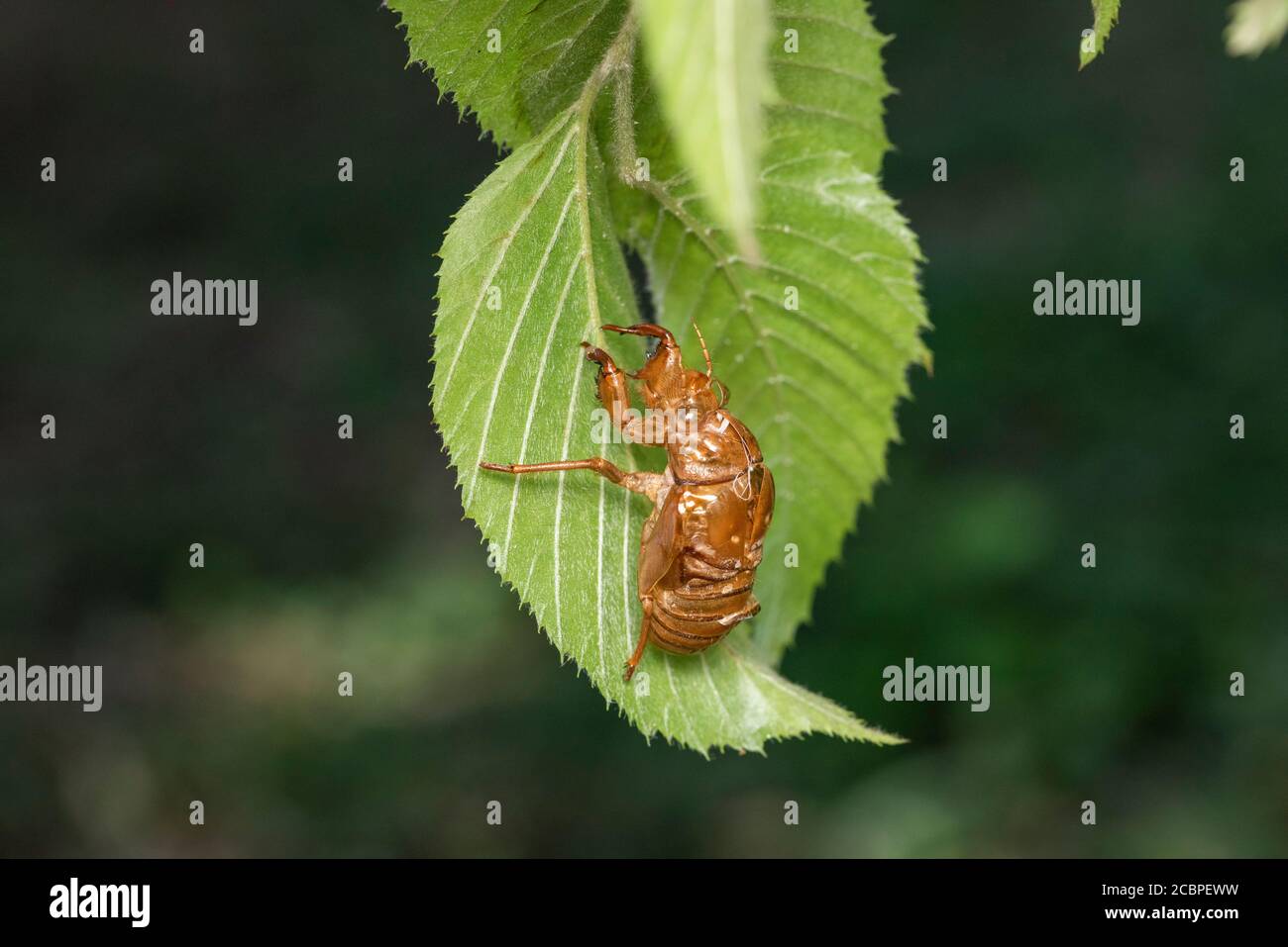 Cicada's shell on tree, Isehara City, Kanagawa Prefecture, Japan Stock ...