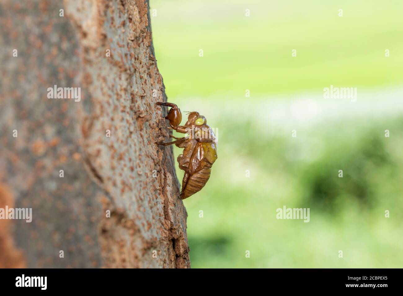 Cicada's shell on tree, Isehara City, Kanagawa Prefecture, Japan Stock Photo - Alamy