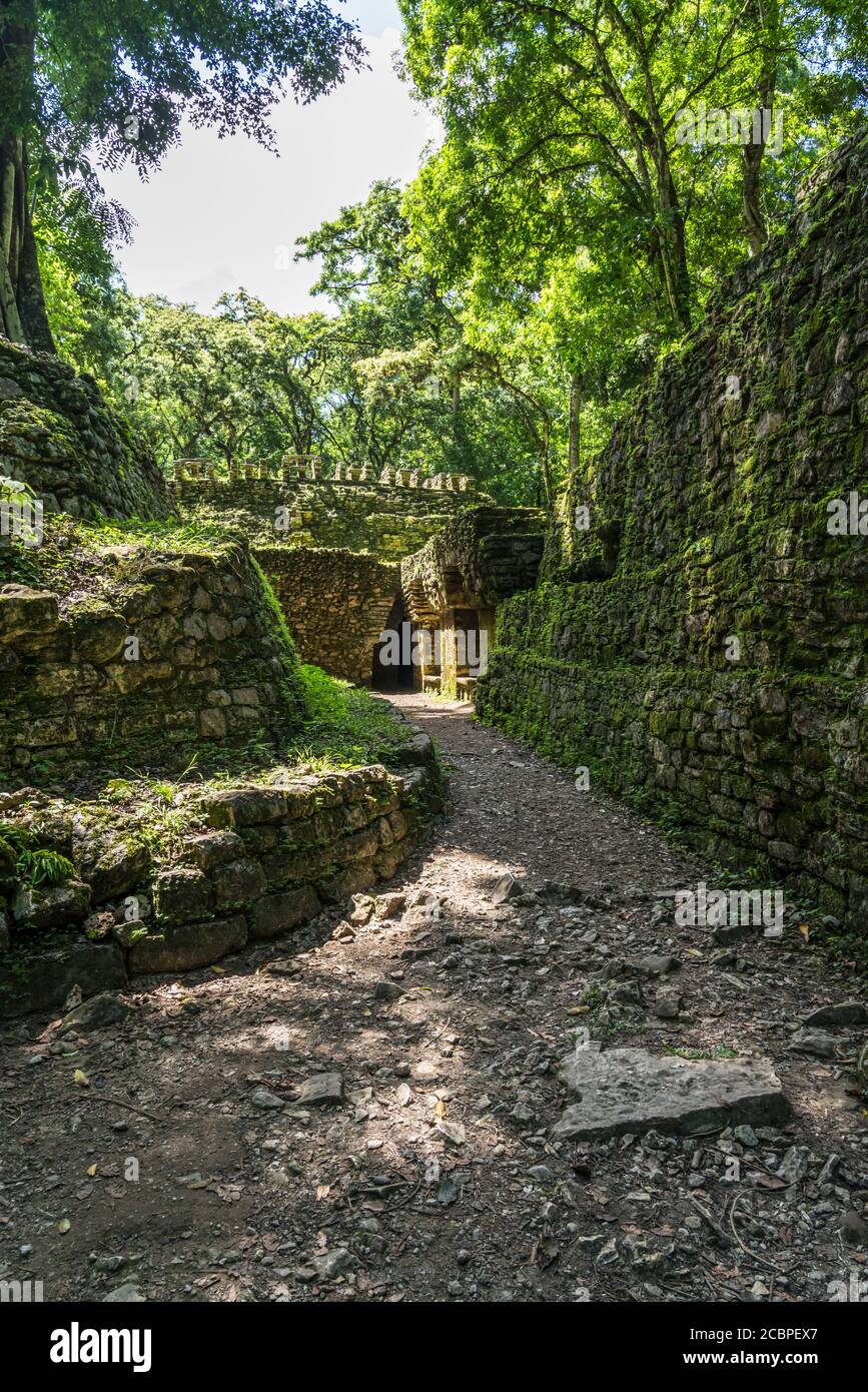 The entrance to the ruins of the Mayan city of Yaxchilan through the ...