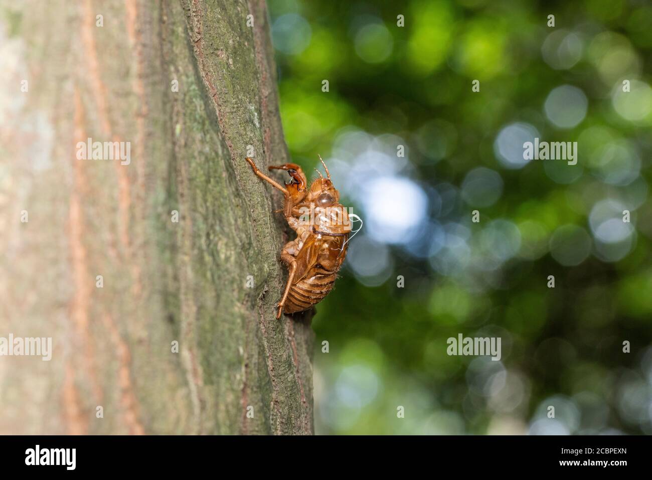 Cicada's shell on tree, Isehara City, Kanagawa Prefecture, Japan Stock Photo - Alamy