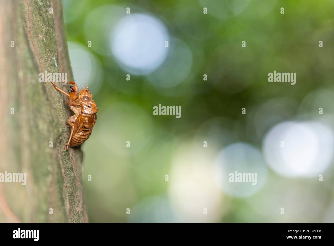 Cicada's shell on tree, Isehara City, Kanagawa Prefecture, Japan Stock Photo - Alamy