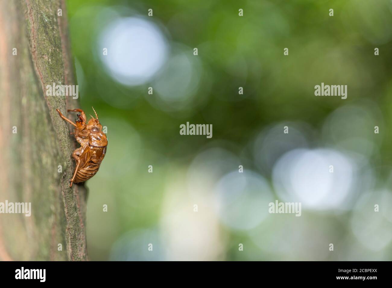 Japanese cicadas hi-res stock photography and images - Alamy
