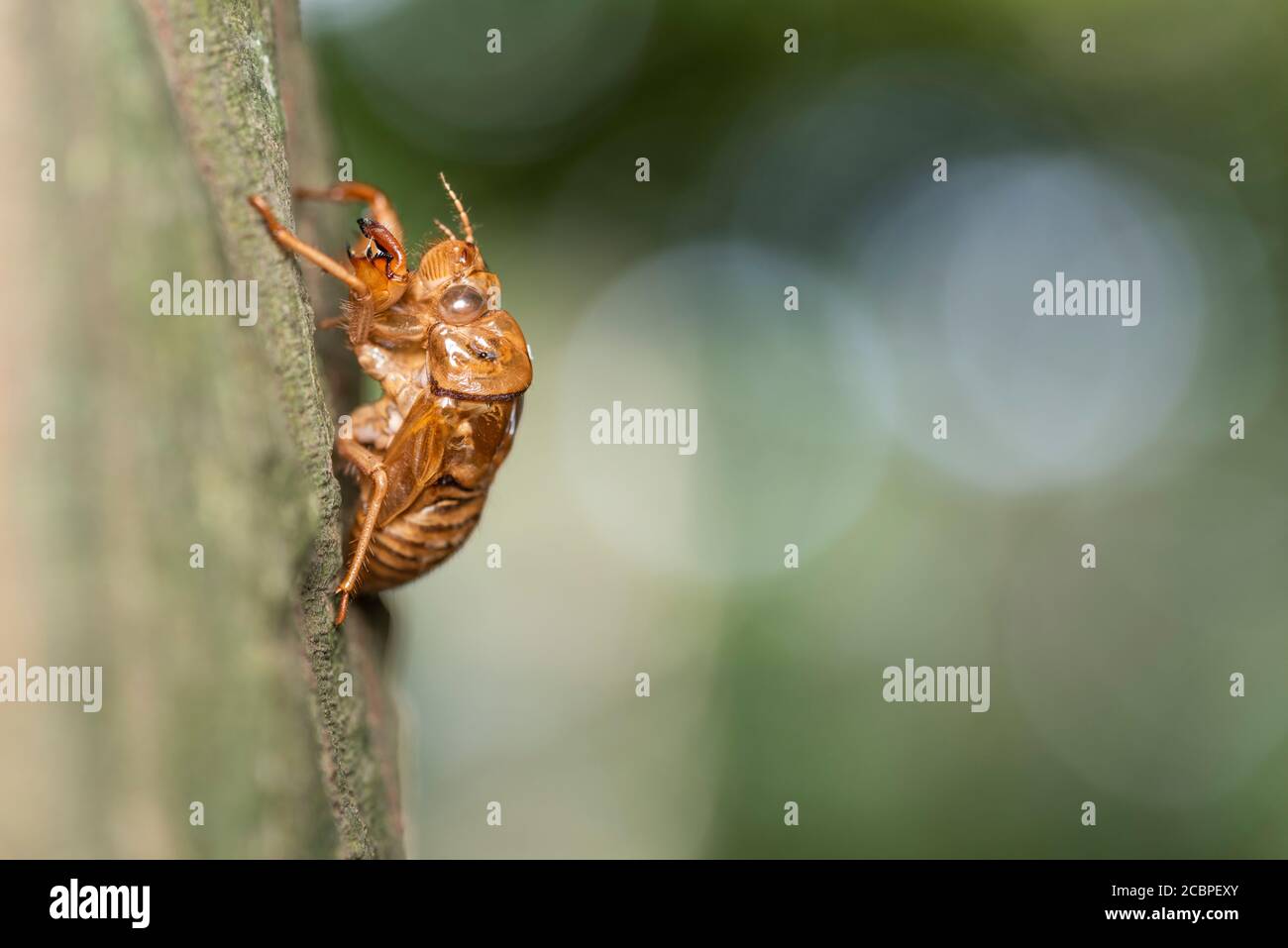 Cicada's shell on tree, Isehara City, Kanagawa Prefecture, Japan Stock Photo - Alamy