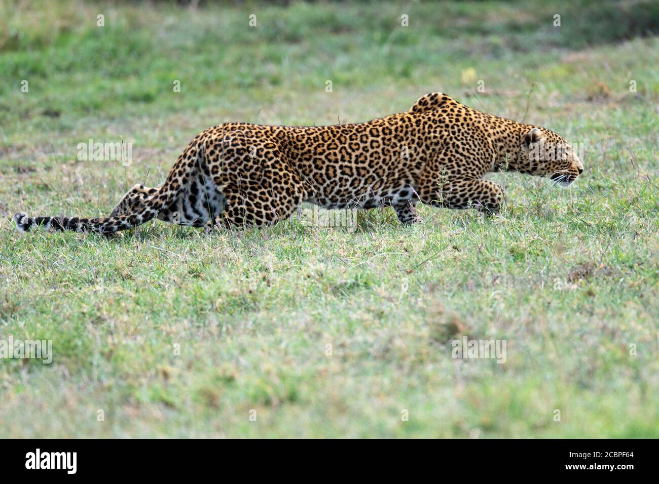 Leopard Stalking
