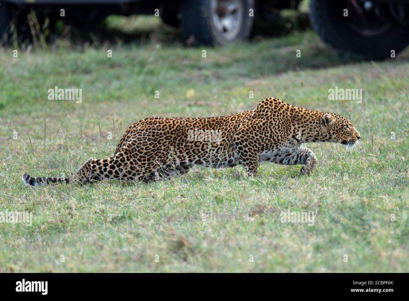 Leopard panthera pardus stalking prey hi-res stock photography and ...