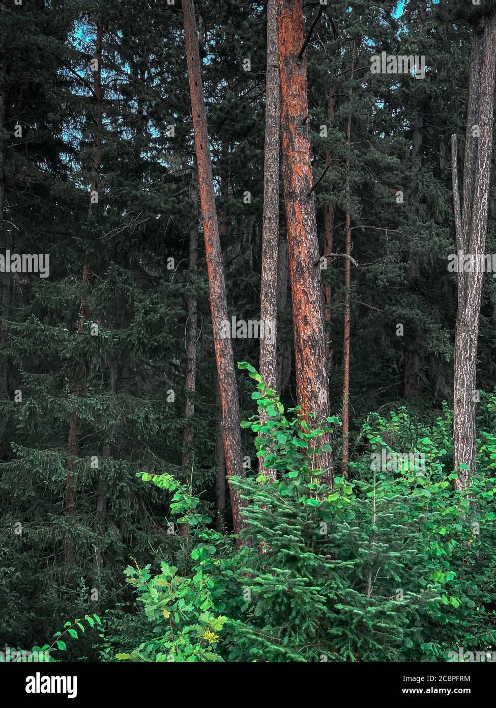 Vertical shot of tall tree trunks and green plants in a forest Stock ...