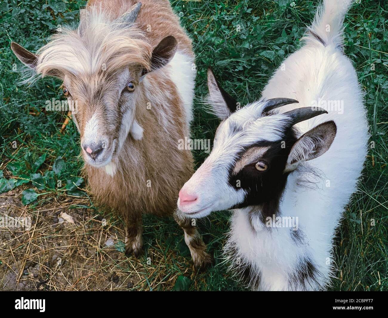Closeup shot of a brown goat and a white goat in a field Stock Photo ...