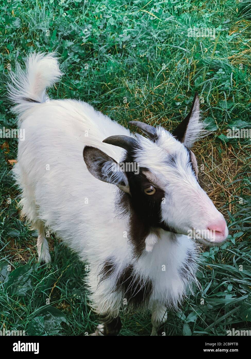 Vertical shot of a black and white goat in a field Stock Photo - Alamy