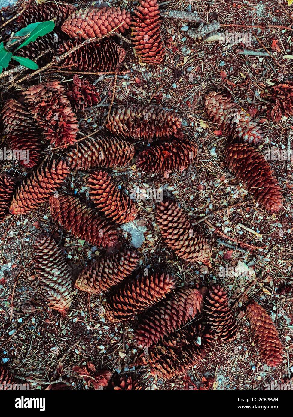 Vertical shot of long pinecones on a forest floor Stock Photo - Alamy