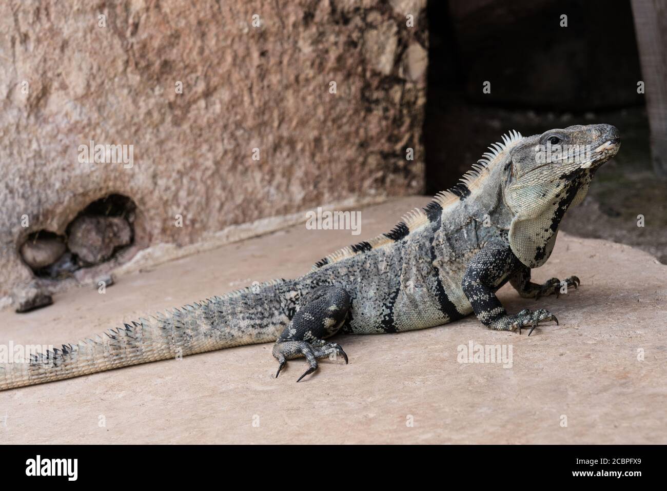 A male Black Spiny-tailed Iguana in the pre-Hispanic Mayan ruins of ...