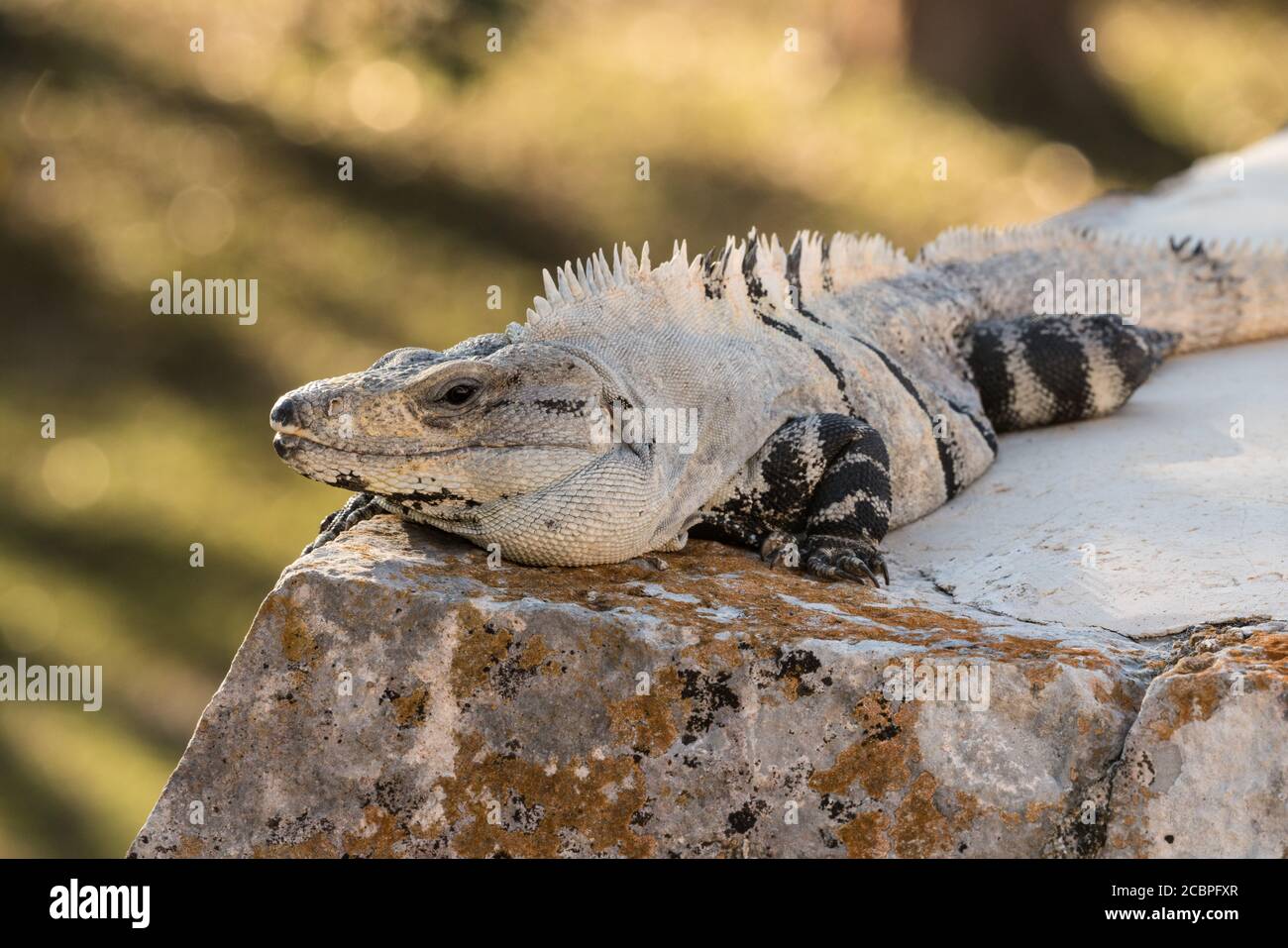 A large male Black Spiny-tailed Iguana in the pre-Hispanic Mayan ruins ...