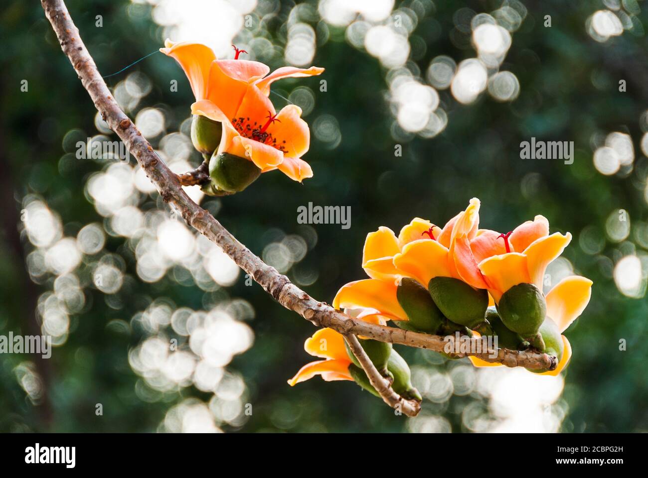 Bombax ceiba flowers blooming in the trees Stock Photo - Alamy
