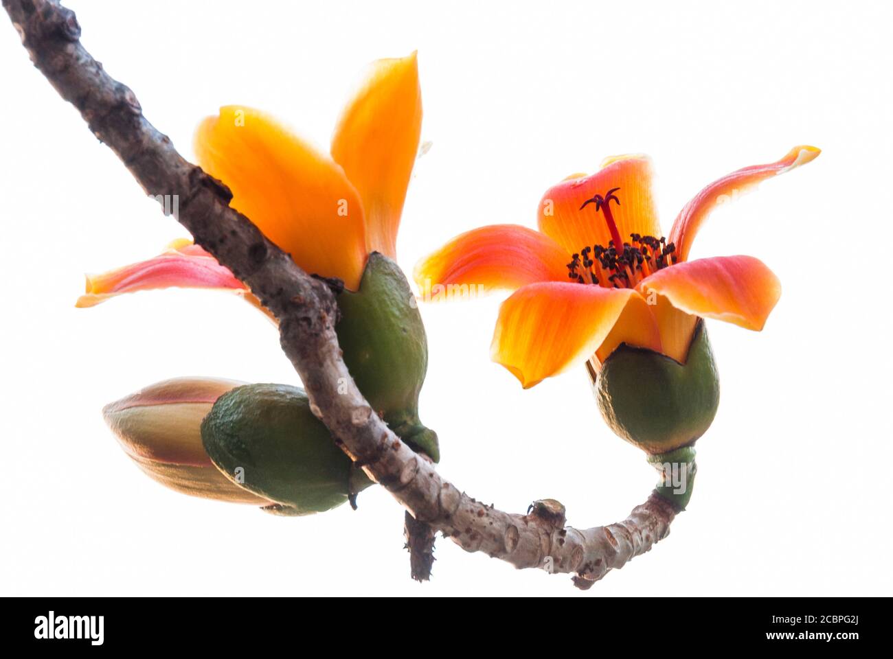 Bombax ceiba tree hi-res stock photography and images - Alamy