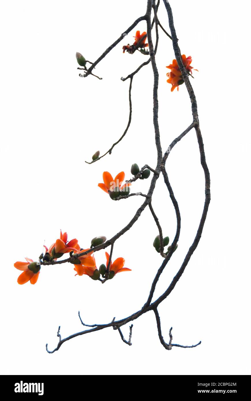 Tropical tree blooming in Cut Out Stock Images & Pictures - Alamy