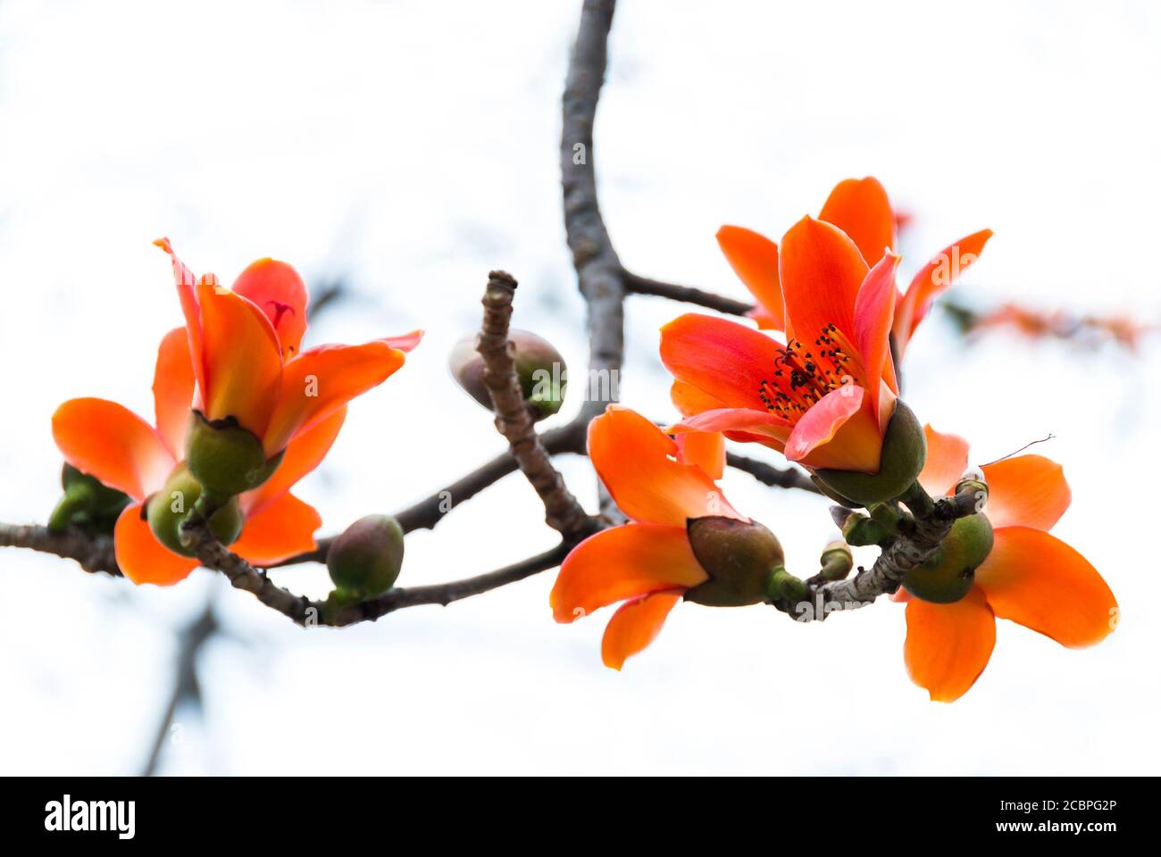 Bombax hi-res stock photography and images - Alamy