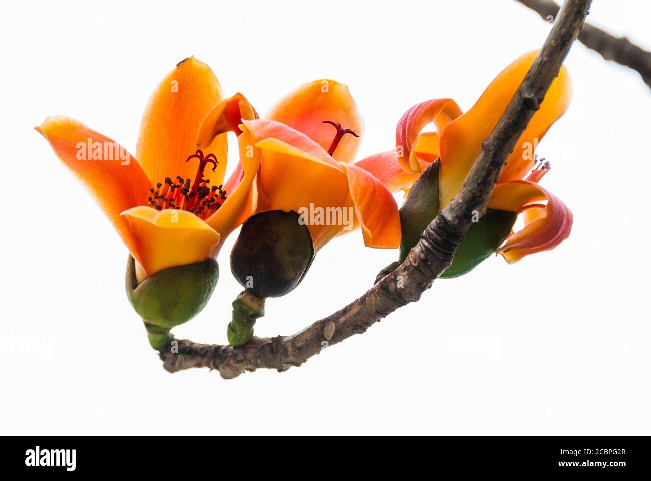 Bombax hi-res stock photography and images - Alamy