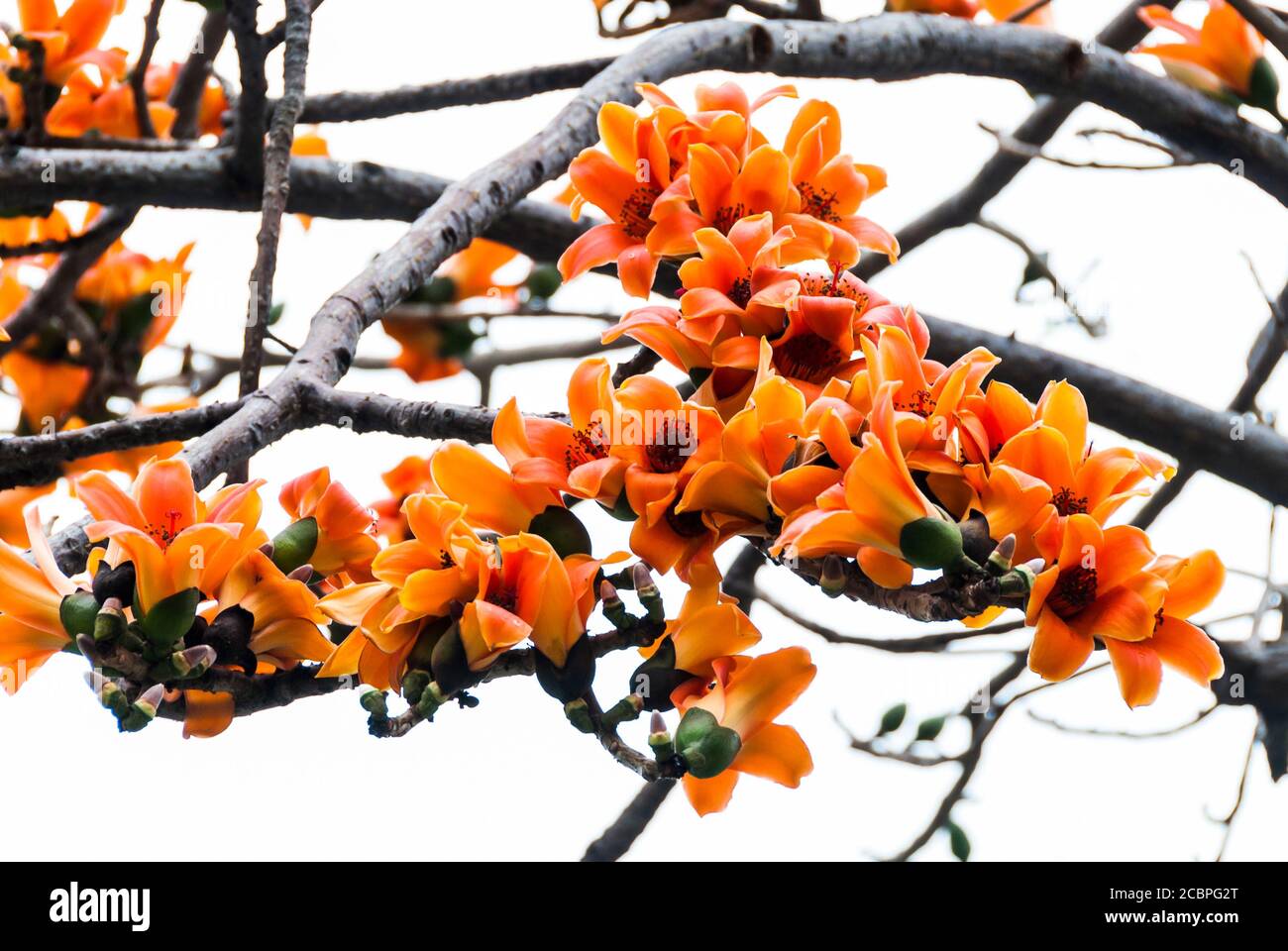 Bombax ceiba flowers blooming in the trees Stock Photo - Alamy