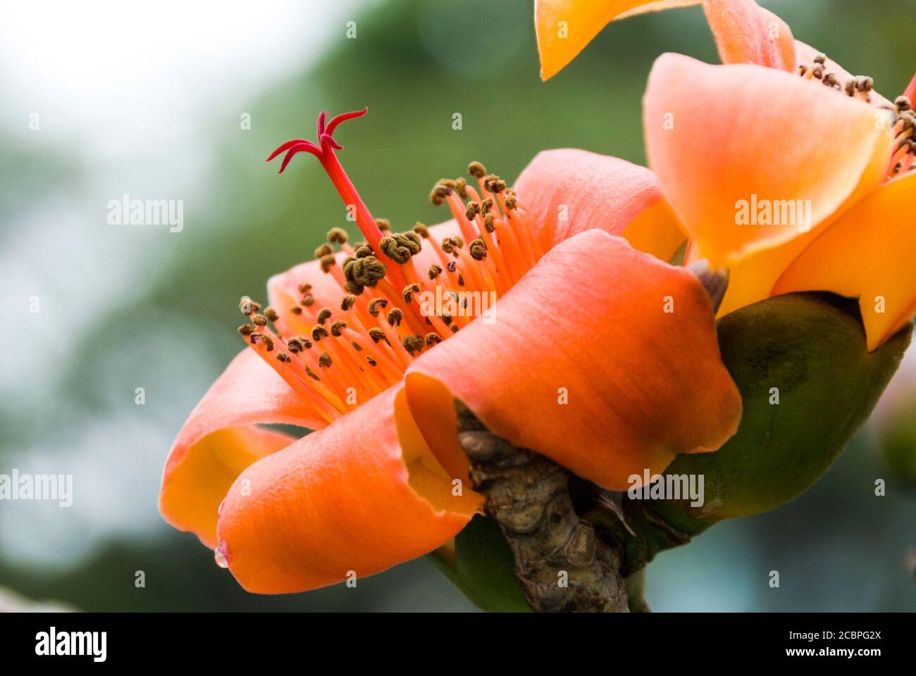 Bombax ceiba tree hi-res stock photography and images - Alamy