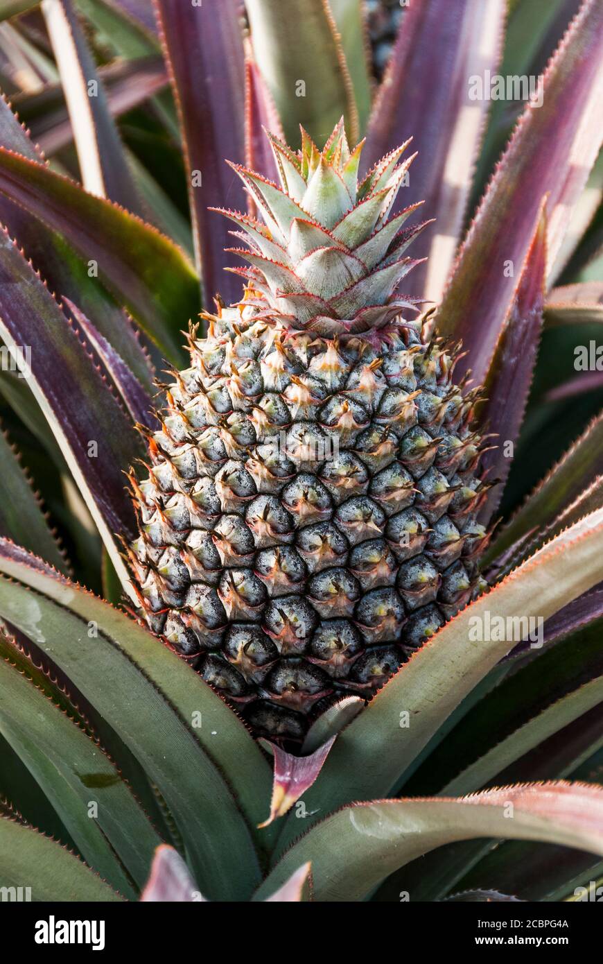 Pineapple in the field , tropical fruit of Taiwan Stock Photo - Alamy