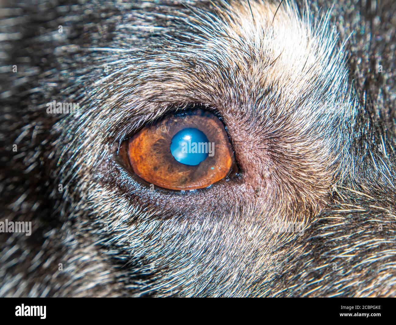 One eye of the dog is photographed at close range Stock Photo - Alamy