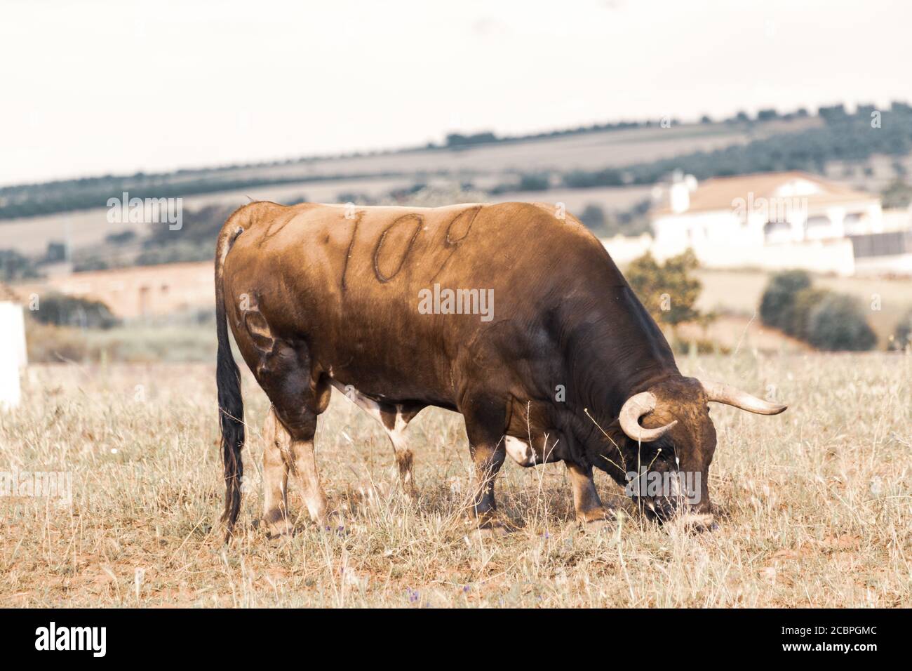 Pen marking skin hi-res stock photography and images - Alamy