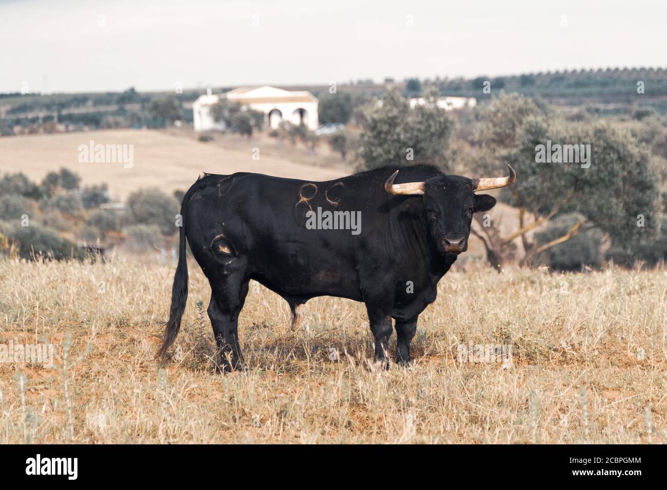 Closeup shot of a bull with marking printed on its body Stock Photo - Alamy