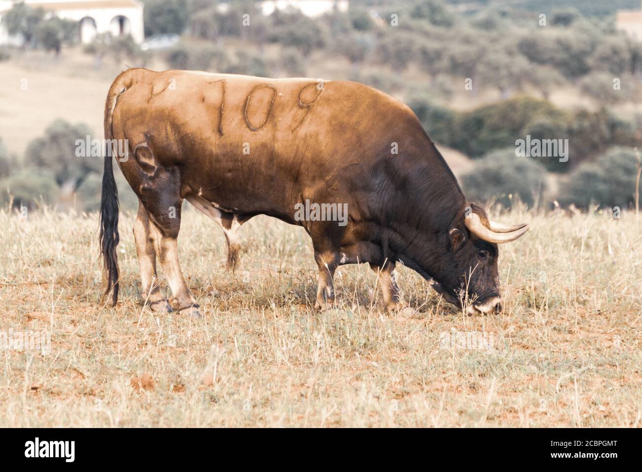 Closeup shot of a bull with marking printed on its body Stock Photo - Alamy