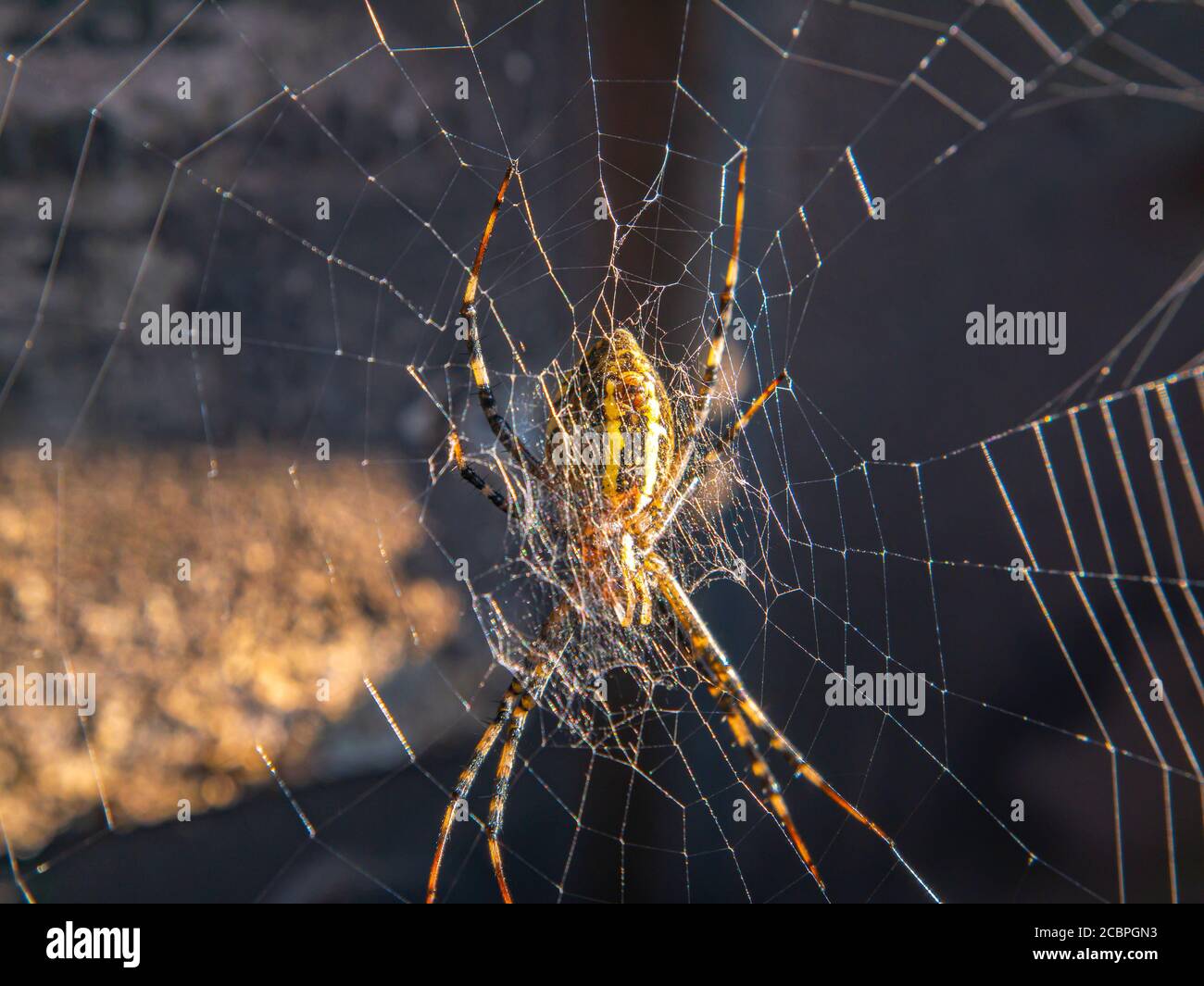 Solar spider hi-res stock photography and images - Alamy