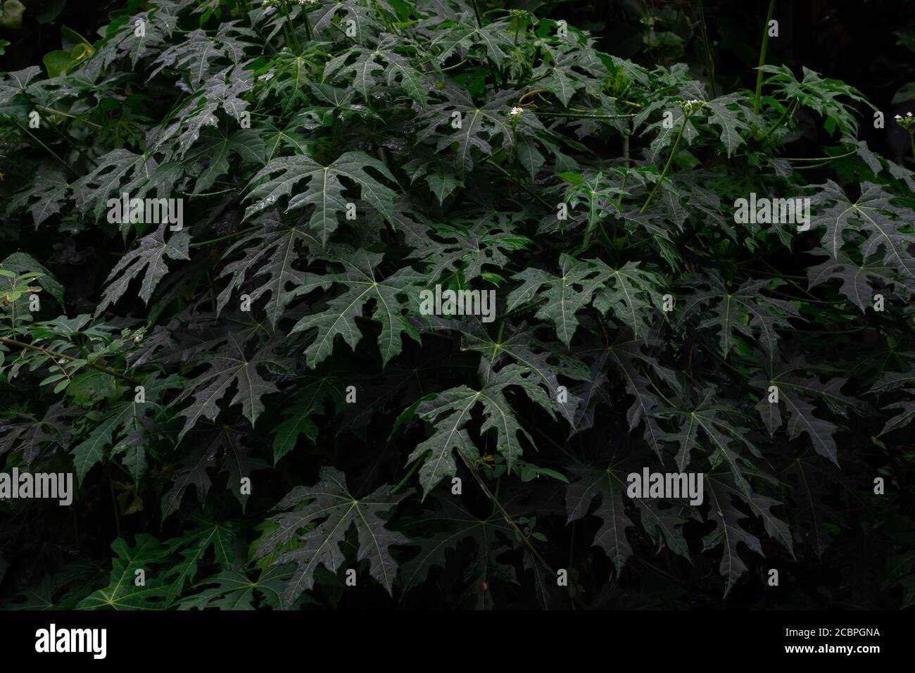Dark green natural background.Green natural leaves in garden making ...