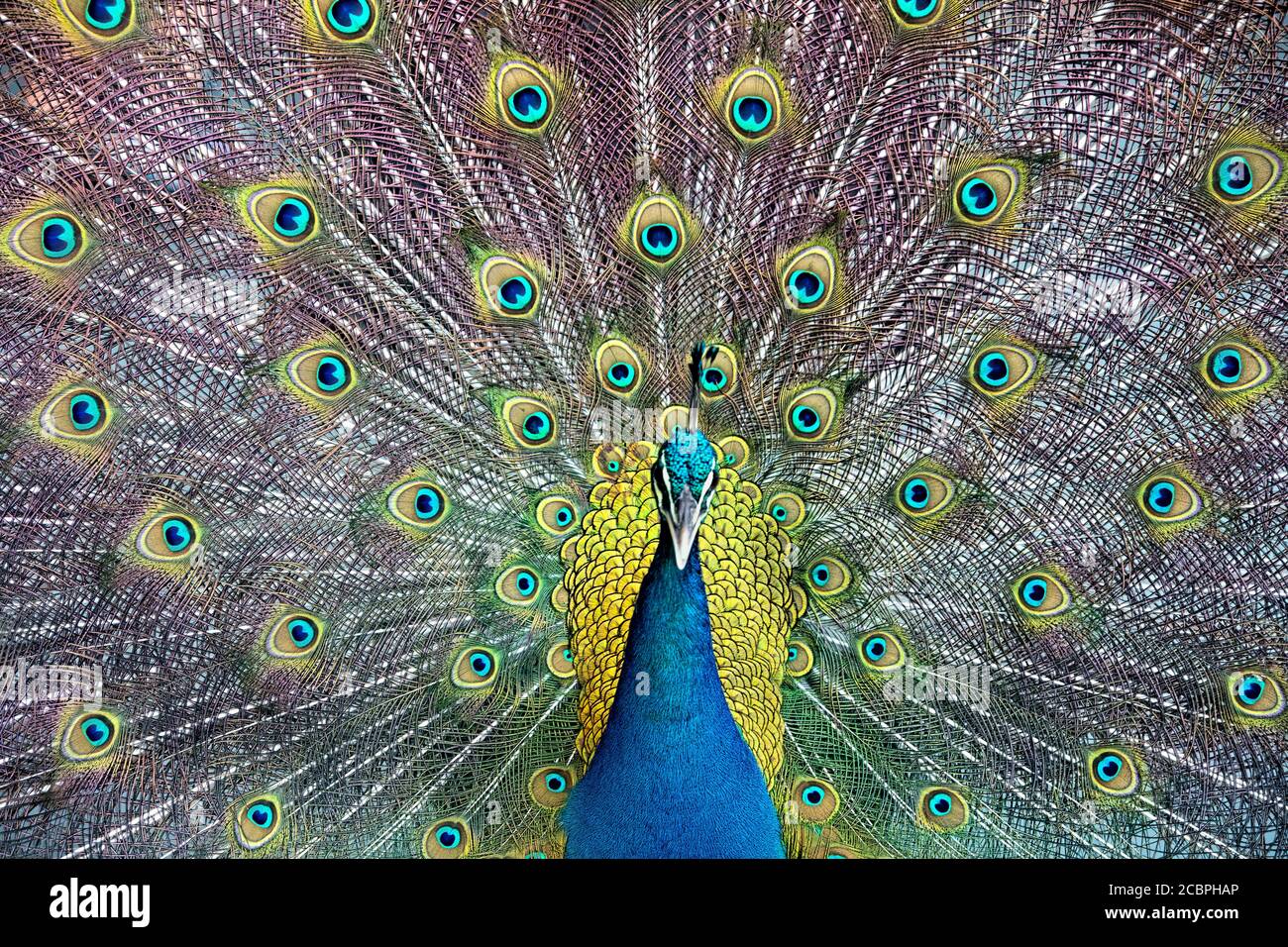 Strutting peacock hi-res stock photography and images - Alamy