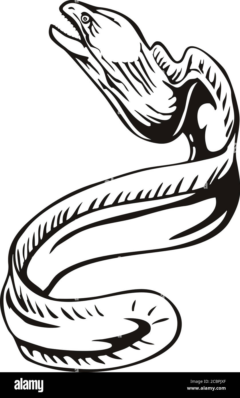 Eel Black And White Clipart