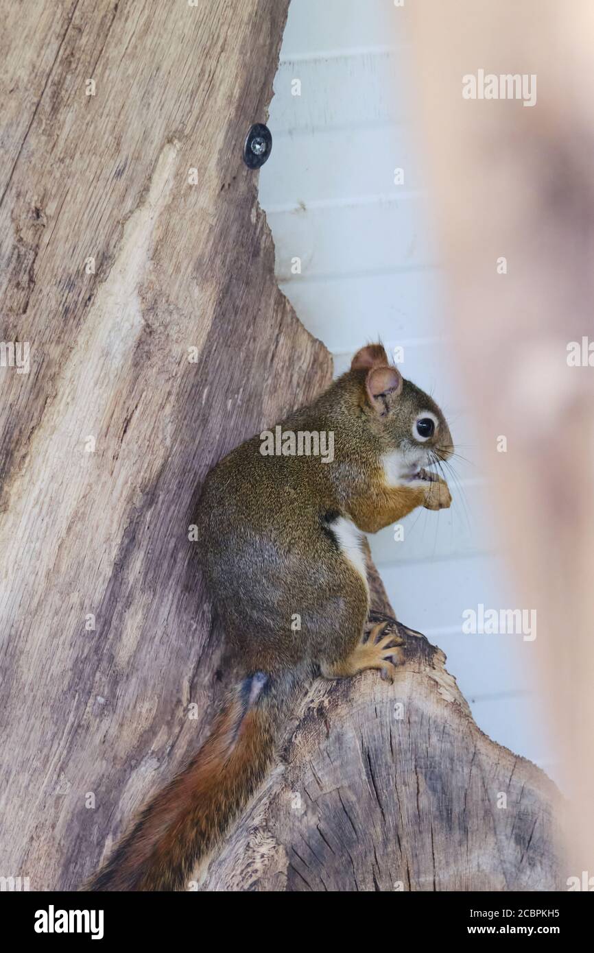 Fat chipmunk hi-res stock photography and images - Alamy