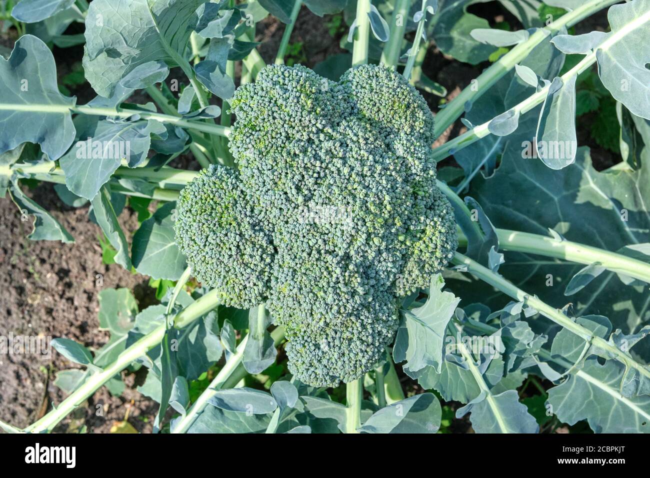 Fresh Broccoli green vibrant. This Broccoli is still planted in the ...