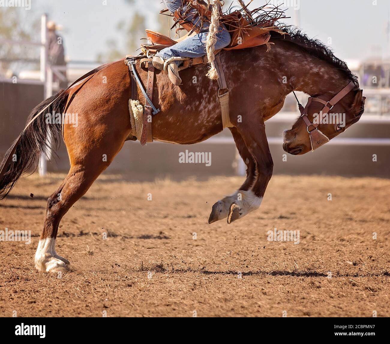 Rodeo And Horse High Resolution Stock Photography and Images - Alamy
