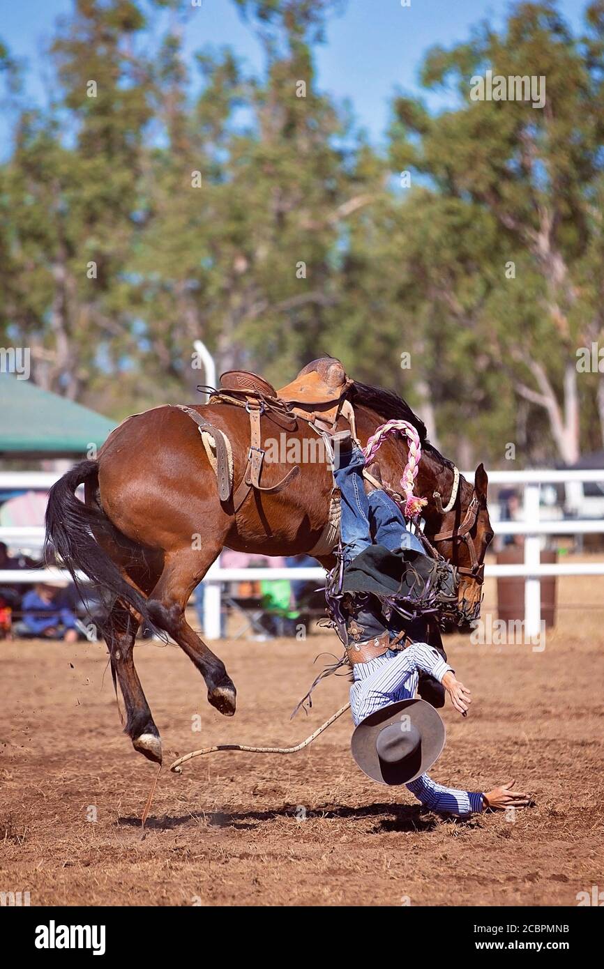 Cowboy falls off bucking horse in saddle bronc event at country rodeo ...