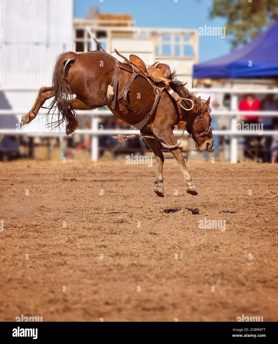 Bucked off horse hi-res stock photography and images - Alamy