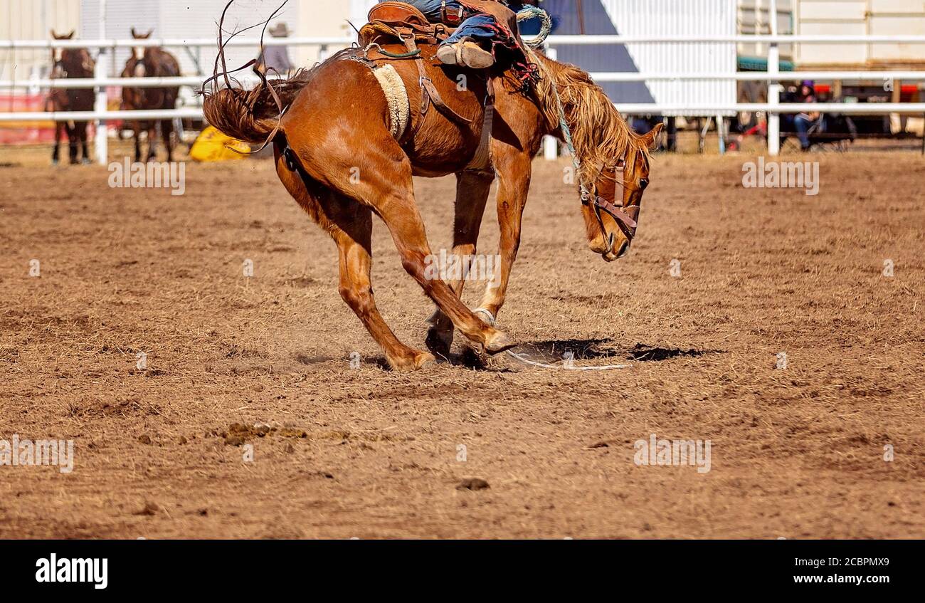 Cowboy rides bucking bronc horse at country rodeo Stock Photo - Alamy
