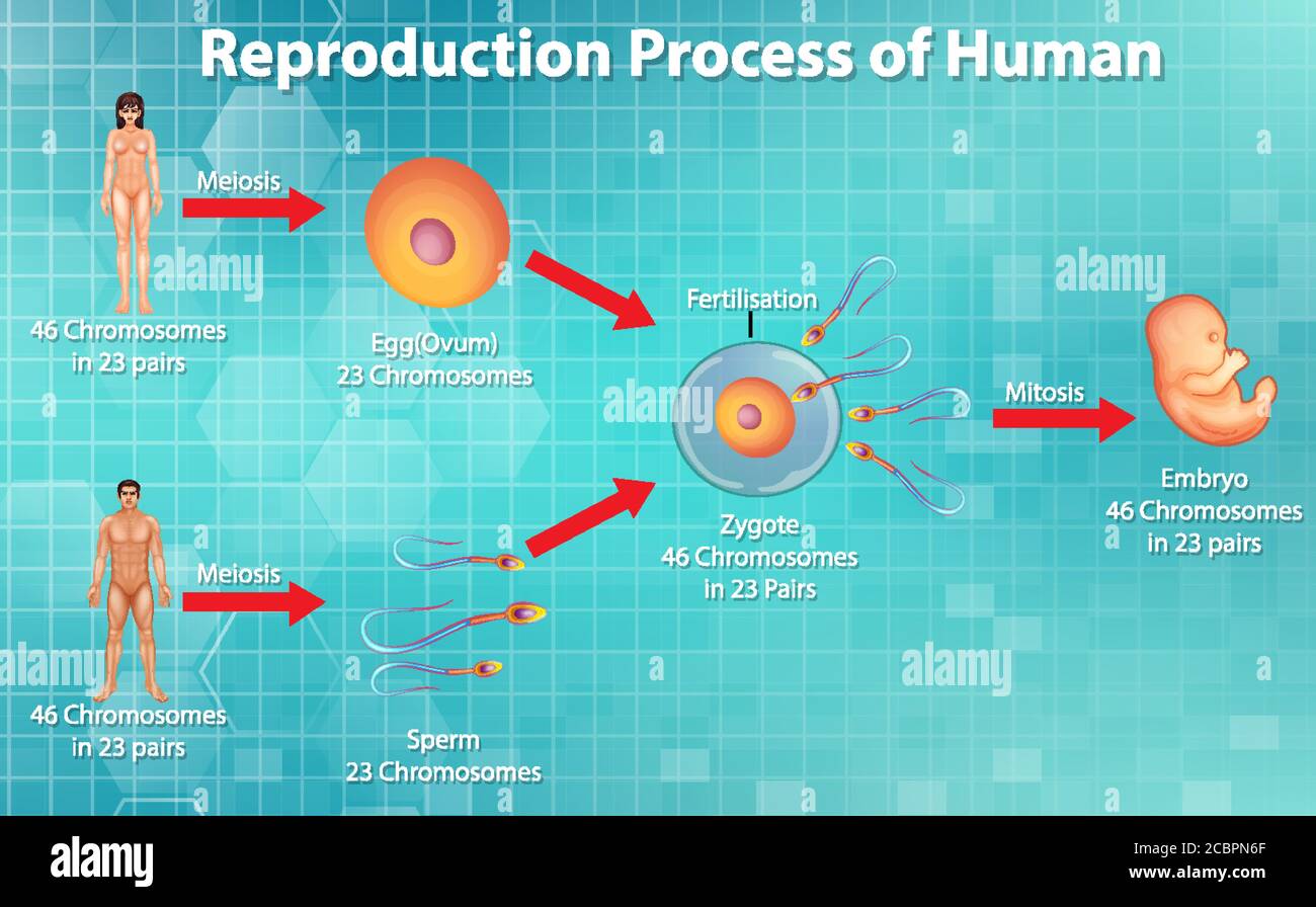 Reproductive process of human illustration Stock Vector Image & Art - Alamy