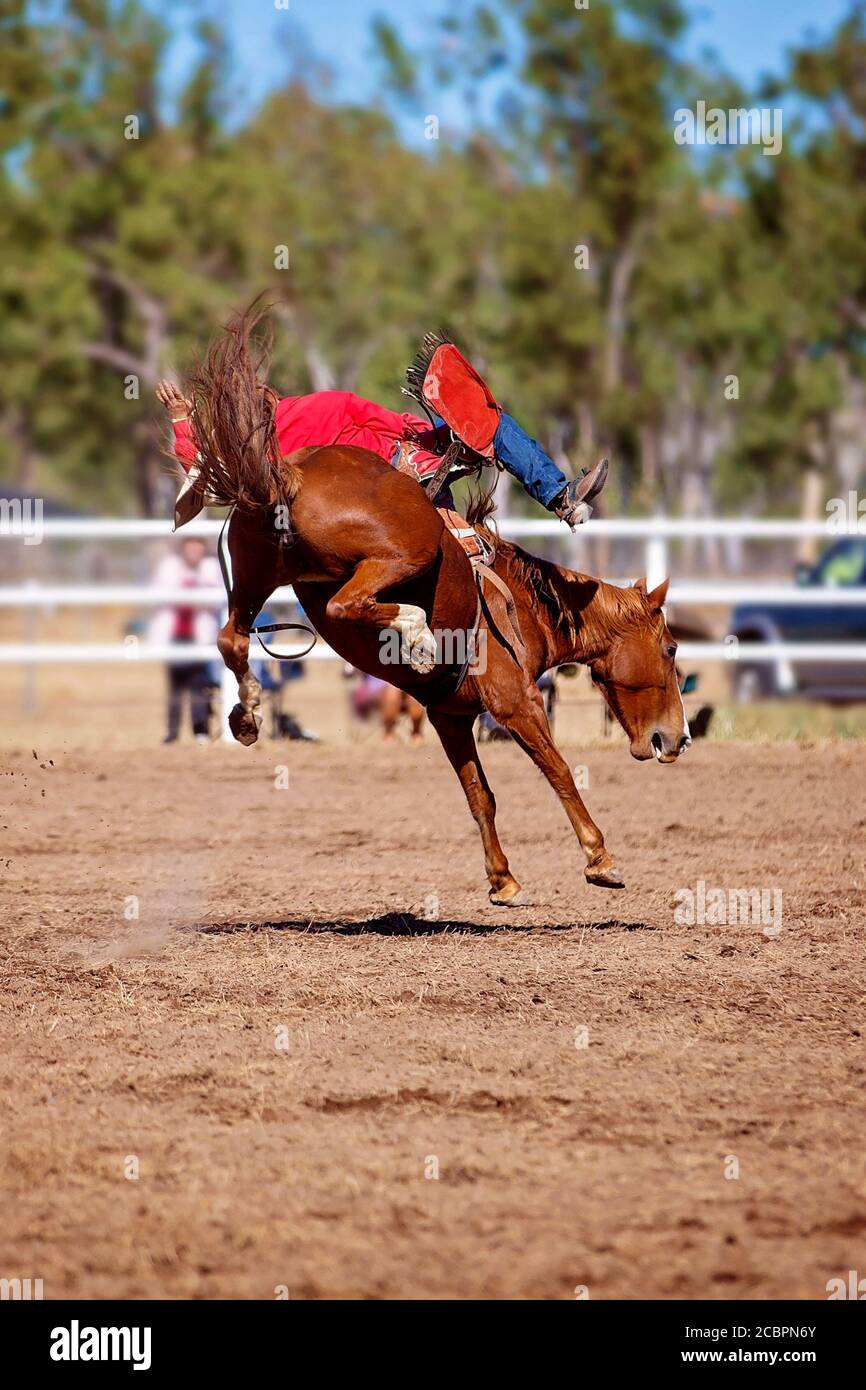 Cowboy competing in saddle bronc event at a country rodeo Stock Photo ...