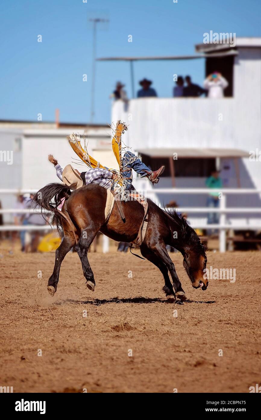 Cowboy competing in saddle bronc event at a country rodeo Stock Photo ...