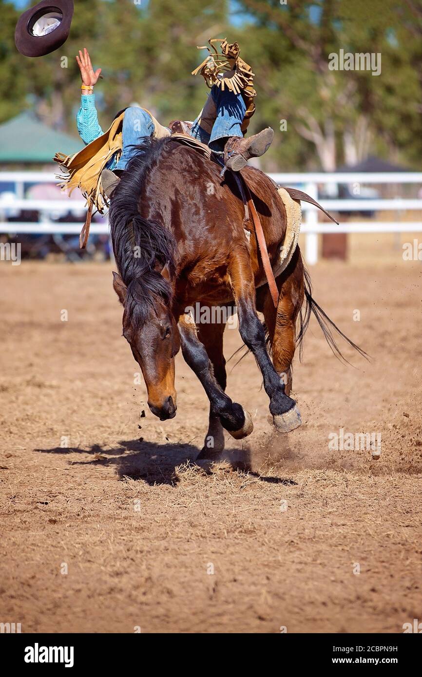 Cowboy competing in saddle bronc event at a country rodeo Stock Photo ...