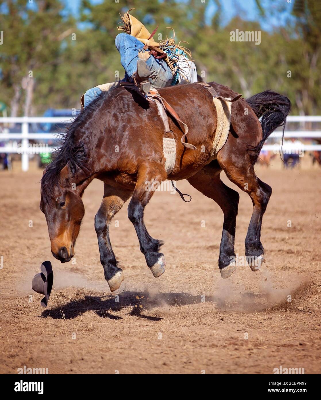 Cowboy competing in saddle bronc event at a country rodeo Stock Photo ...